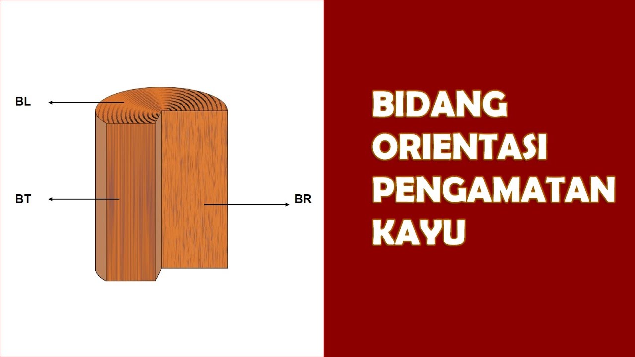 Bidang Orientasi Pengamatan Kayu - Identifikasi Jenis Kayu - Pengenalan ...