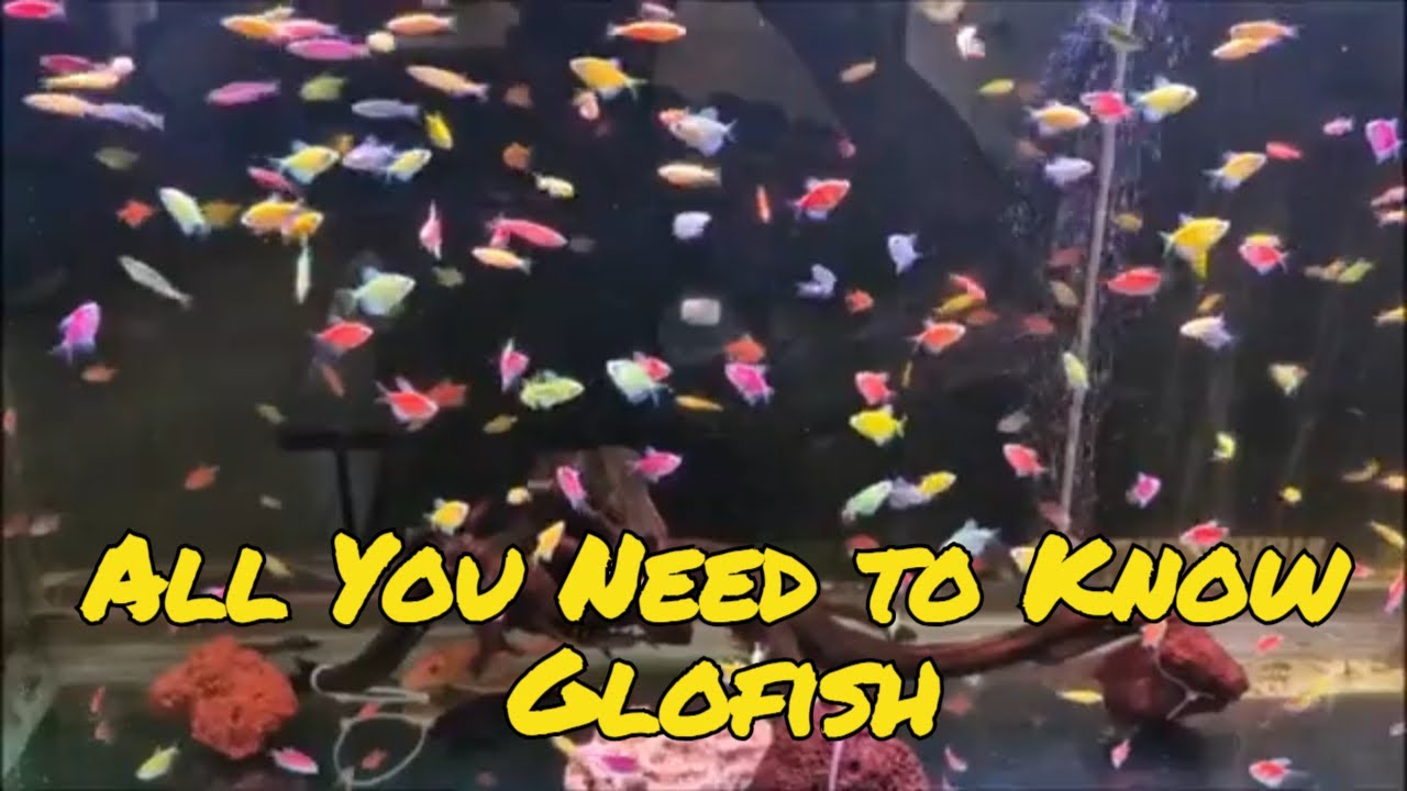 Ultimate GloFish guide! All you need to know about Glofish the ...