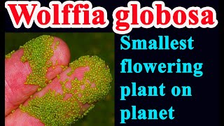Wolffia Flower