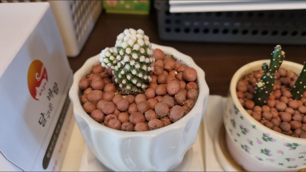 눈꽃선인장 옮겨 심기 및 그 이후~ Transplanting snowflake cactus and afterward~ - YouTube