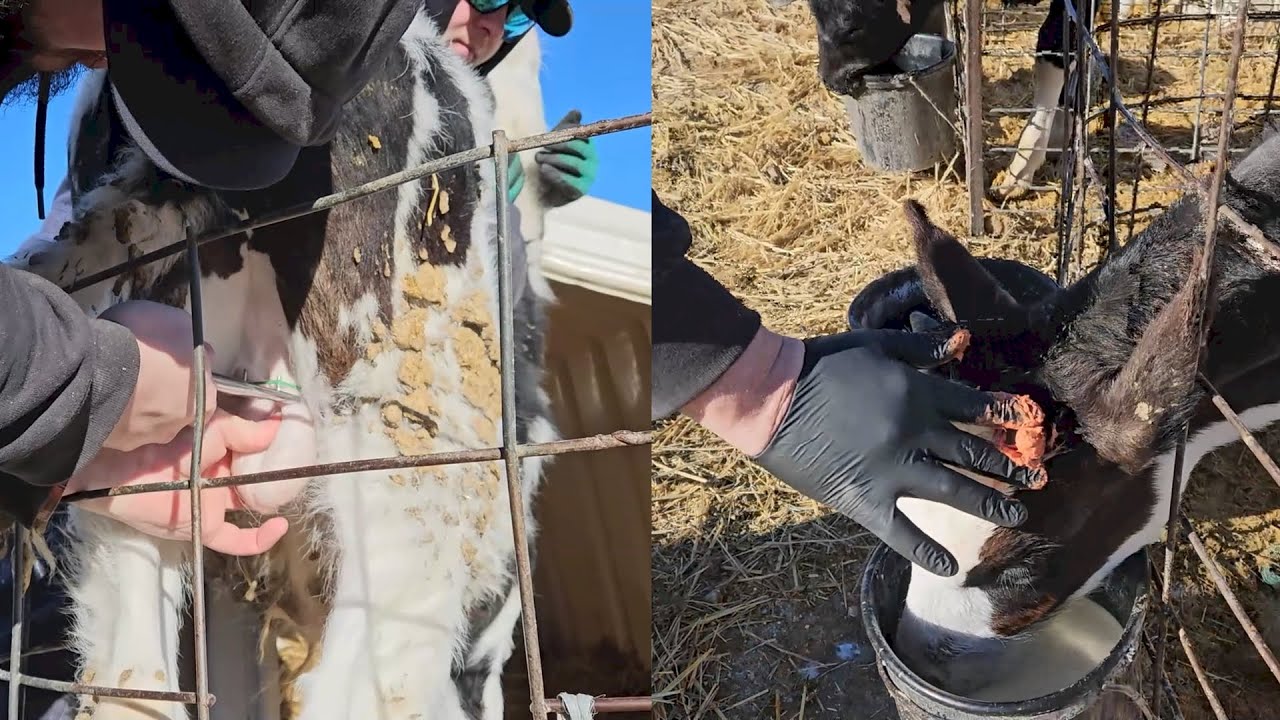 Castrating and Dehorning Calves - YouTube
