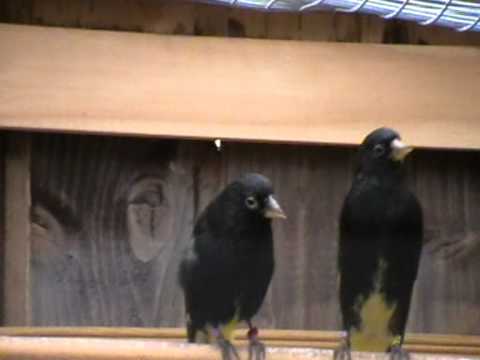 Schwarzzeisige(Spinus atratus) (Black Siskin) - YouTube