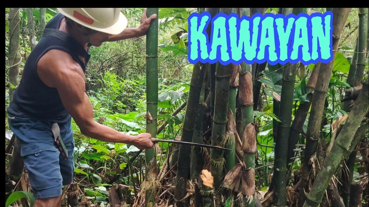 P1 PANGUNGUHA NG KAWAYAN AT PAGLATAG NG PANGUNTRA SA DAGA - Vlog#605/ Lagonoy Camarines Sur ...
