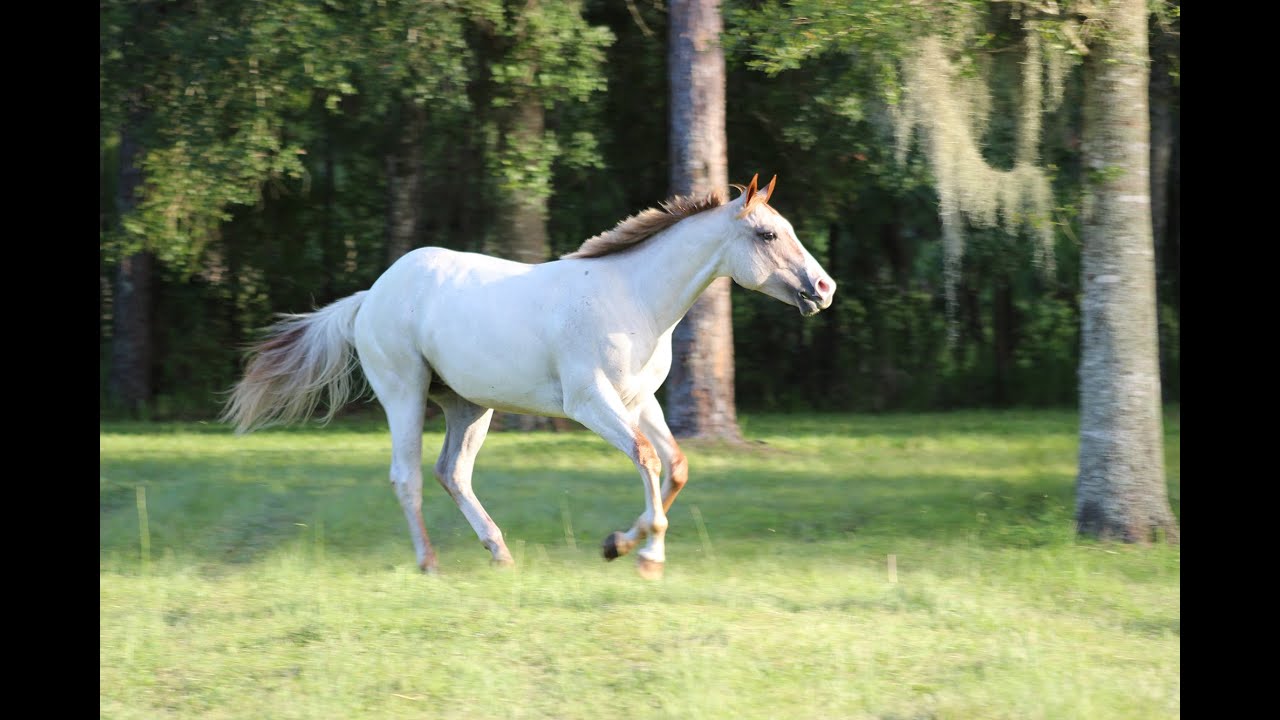 VS THE GOOD ONE (2021 AQHA/APHA Gelding by VS Code Blue) - YouTube
