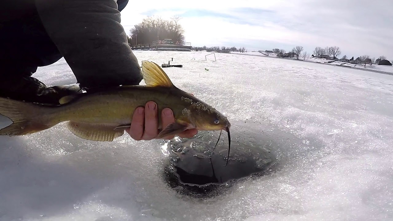 BAYOU BOY 129 channel catfish on ice - YouTube