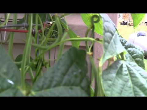 How to grow pole beans - anywhere - YouTube