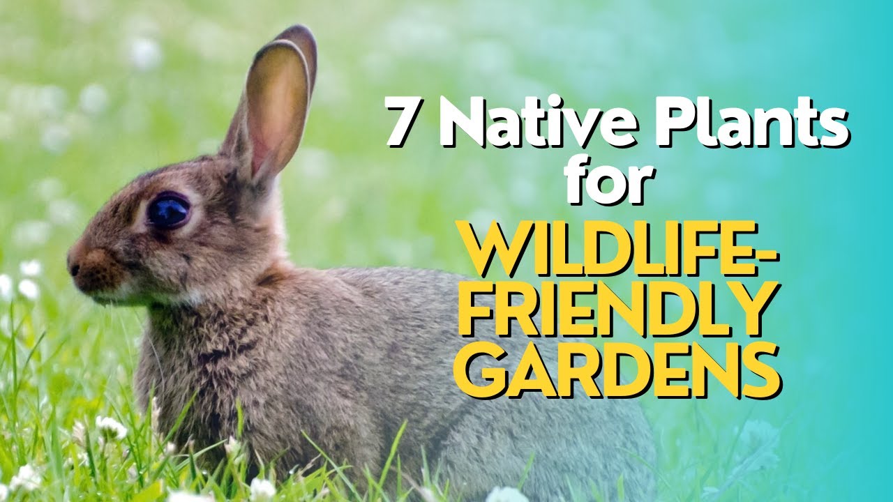 Top 7 Native Plants for Wildlife-Friendly and Sustainable Gardens - YouTube