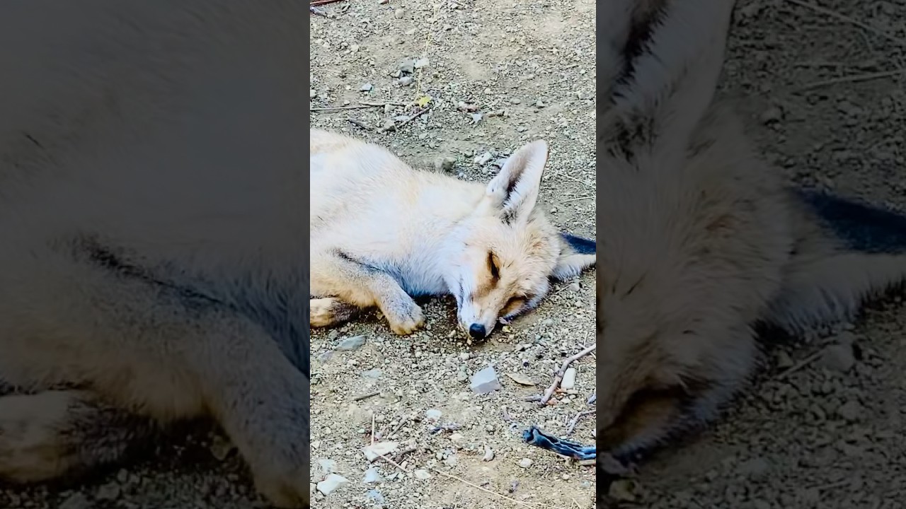 Fox death due to poisoning مرگ روباه بر اثر مسمومیت - YouTube