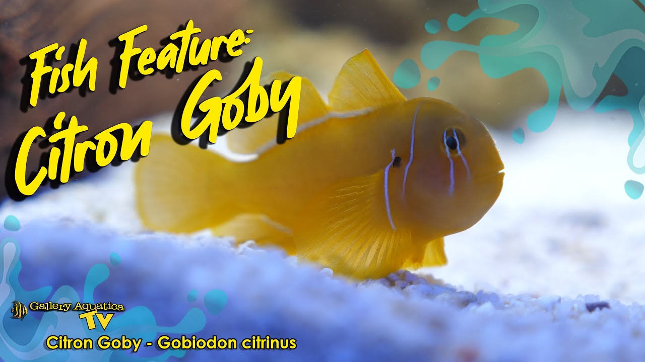 Fish Feature: Citron Goby - Gobiodon citrinus - YouTube