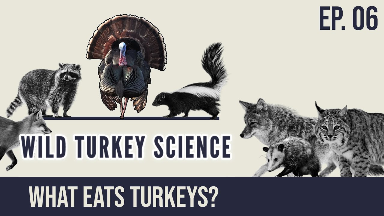 Turkey Predators, What Eats Turkeys? | Ep. 06 - YouTube