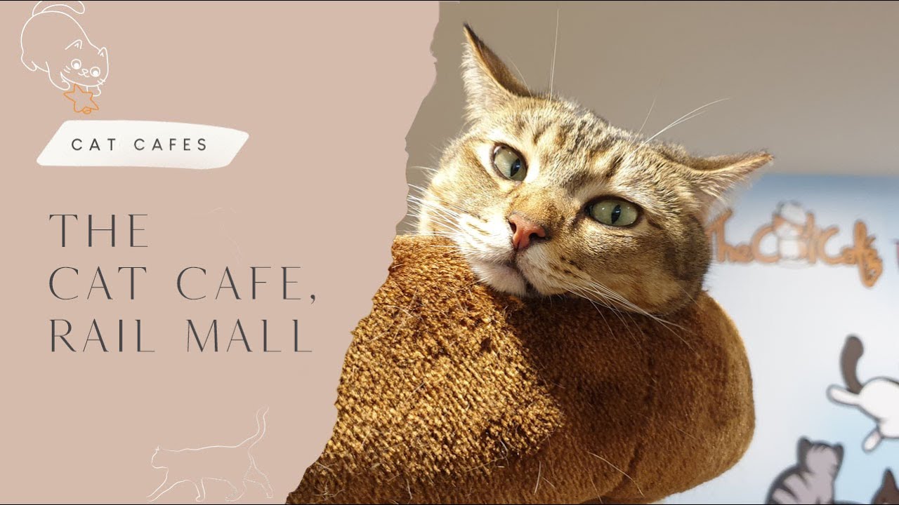 The Cat Cafe at Rail Mall - YouTube