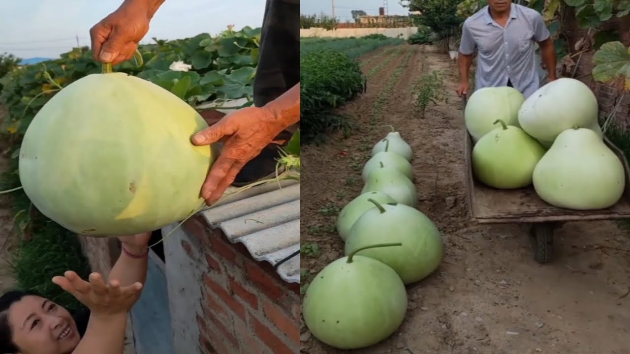 Most famous farmer food's amazing farming satisfying video - YouTube