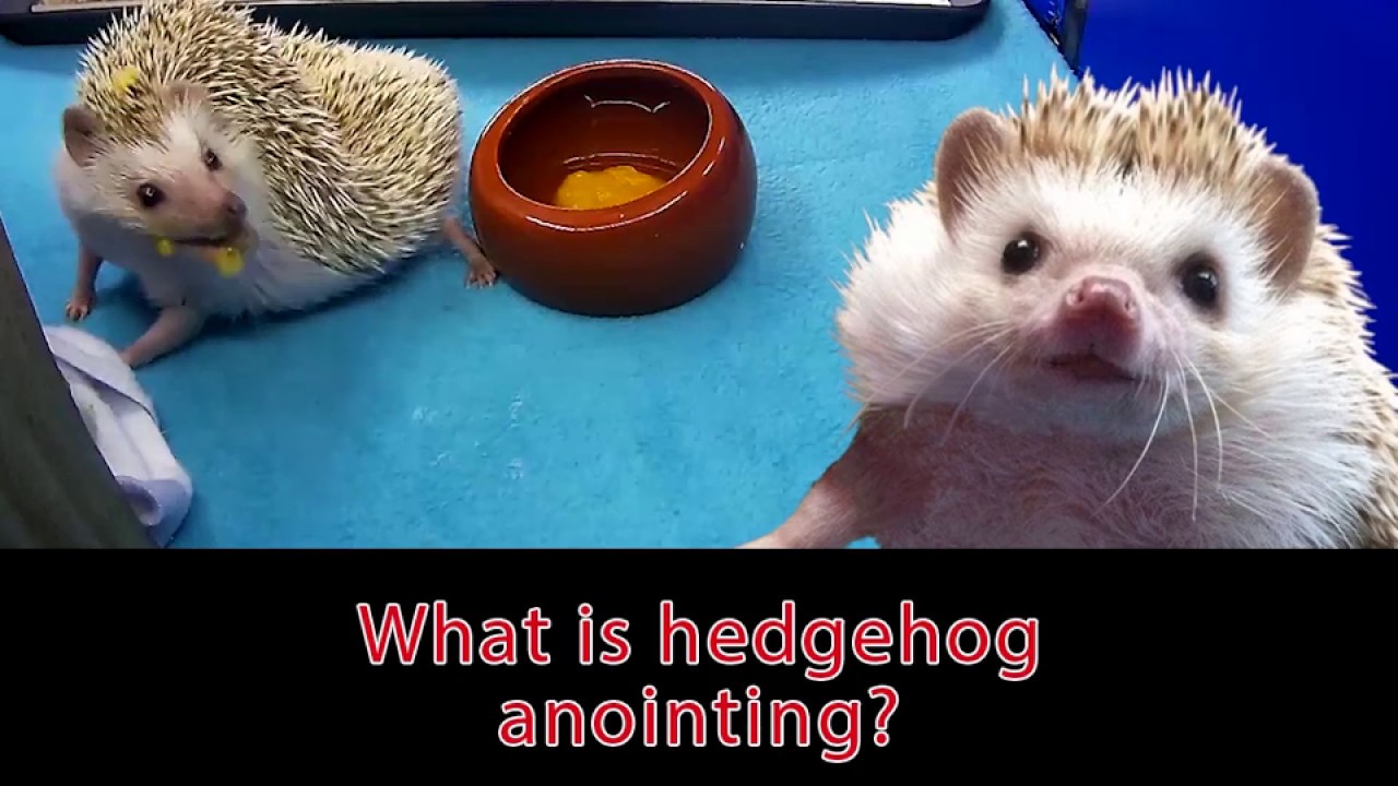 What Is Hedgehog Anointing - Ask Quilly - YouTube
