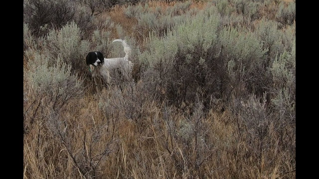 Chinese Chicken-ery : Wyoming Upland & English Setters - YouTube