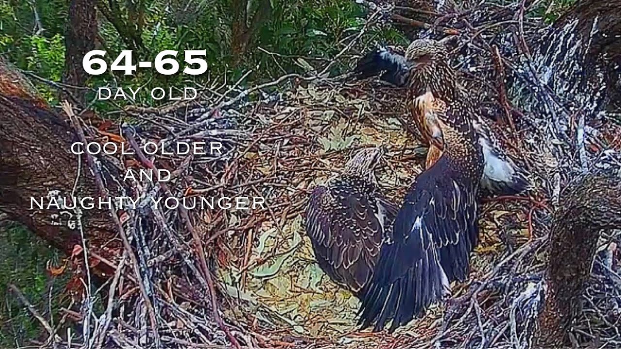 #361🦅Sea Eagle Nest／Sea-EagleCAM4 Live Stream - YouTube