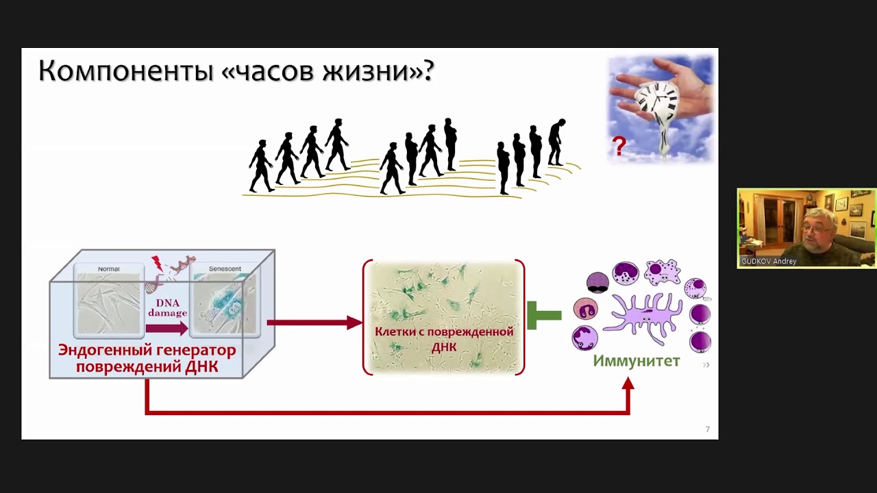 Andrey GUDKOV, Aging as viral pathology? - YouTube