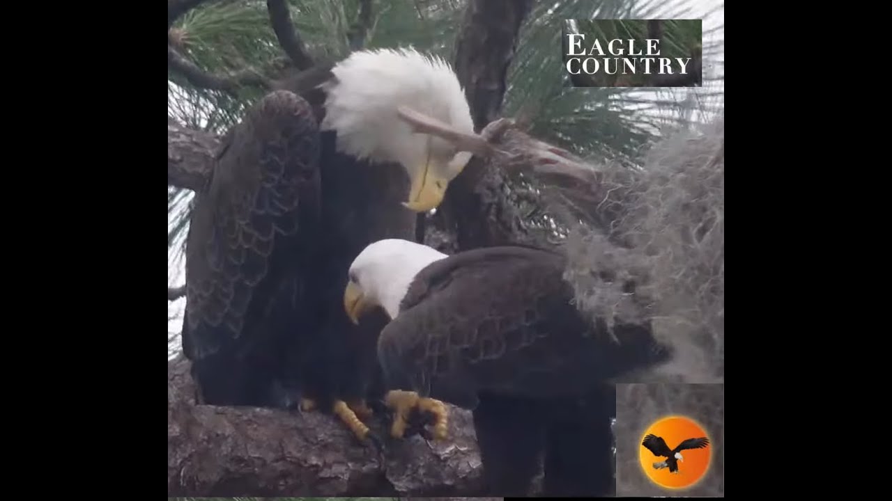 Morning with Blazer and Abby Eagle Country Eagle Country Bayhead Cam ...