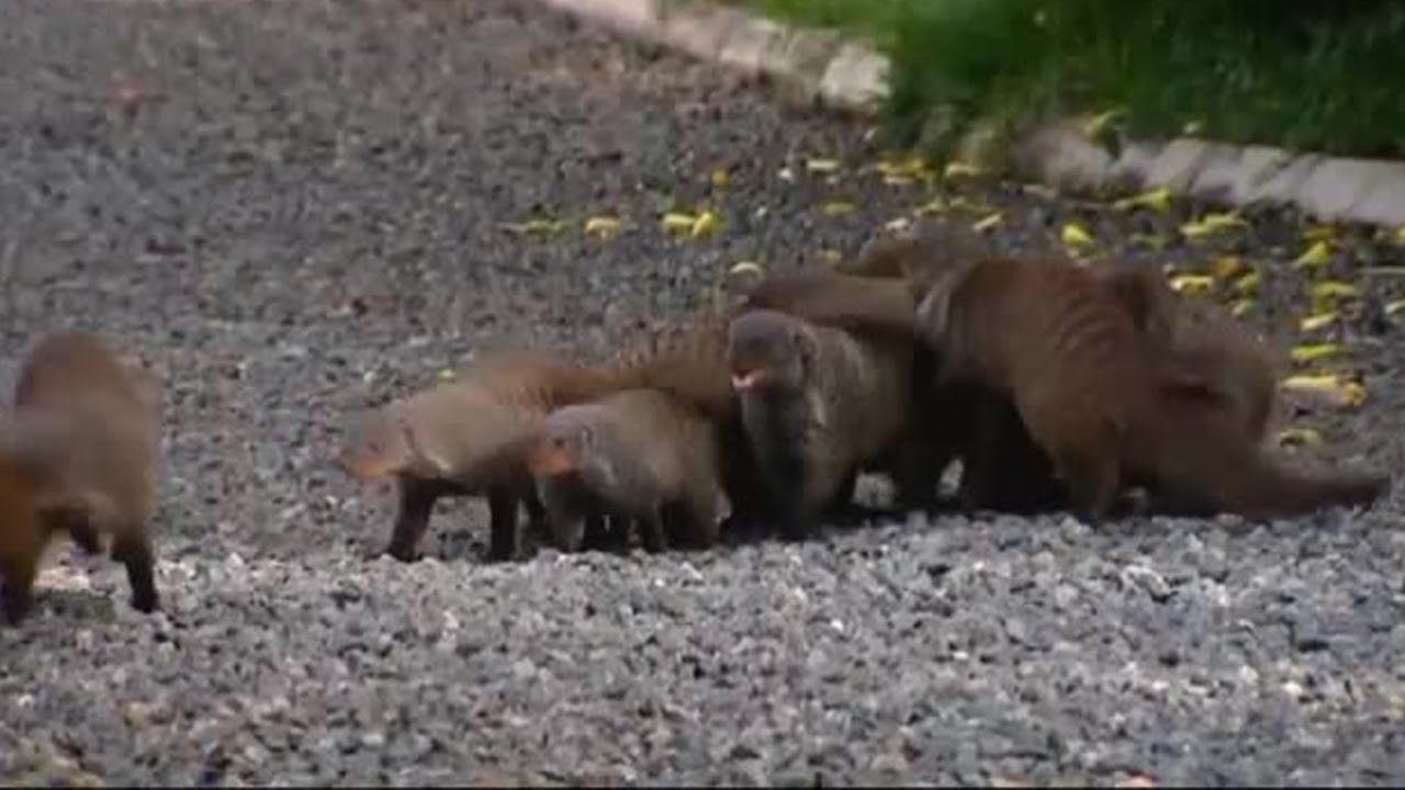 Battle Against the Stripes | Banded Brothers (The Mongoose Mob) | BBC ...