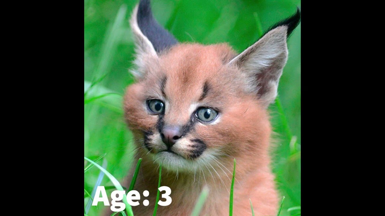 The Life cycle of Hecker - YouTube