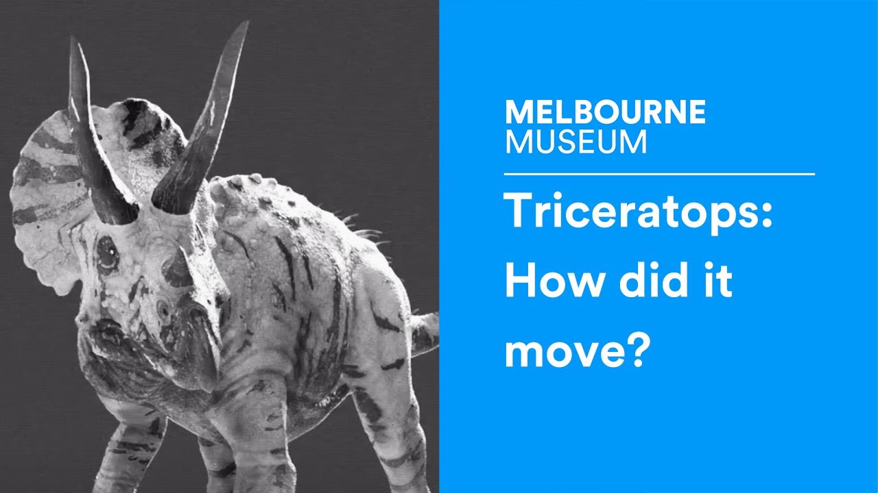 Triceratops: How did it move? - YouTube