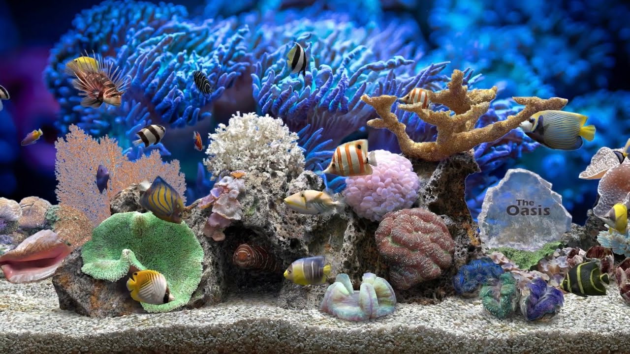 Aquatic Life: Coral Waters (4K UHD60) Slideshow Background Digital Fish ...