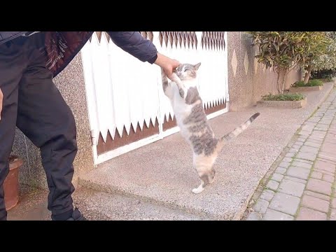 A cute stray calico cat does a flamingo dance for me. - YouTube
