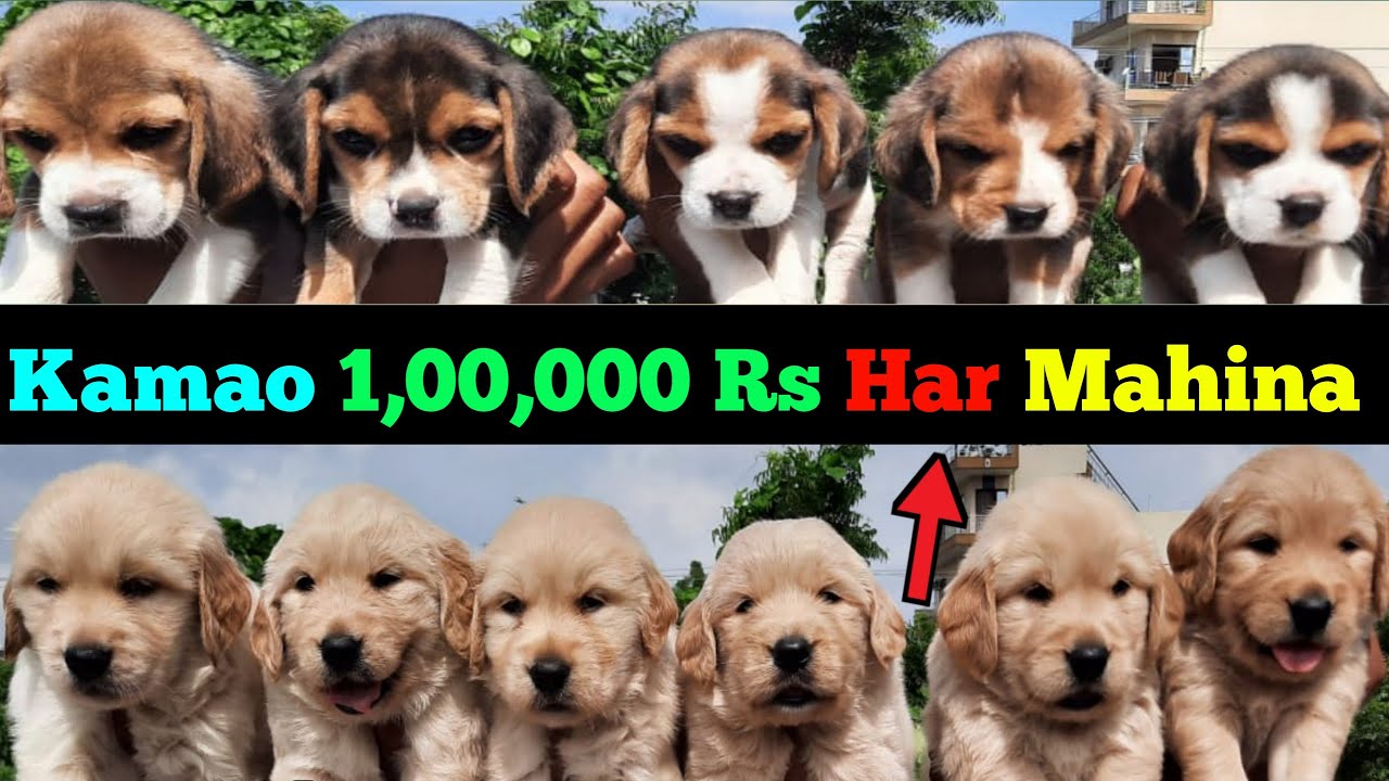 Kamao 1 Lakh Rs Har Mahina 7 Dogs Buisness Ideas Earn Upto 1 Lakh Rs kamao-1-lakh-rs-har-mahina-7-dogs-buisness-ideas-earn-upto-1-lakh-rs