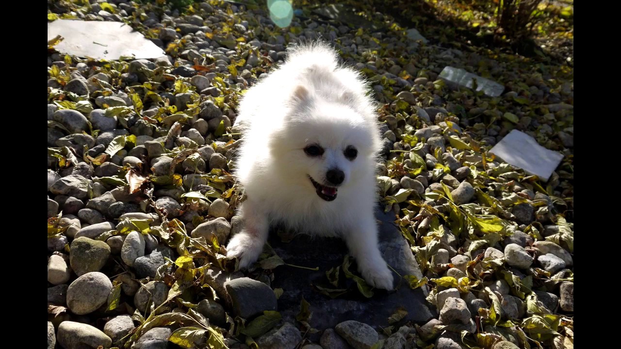 rip gabe the dog - YouTube