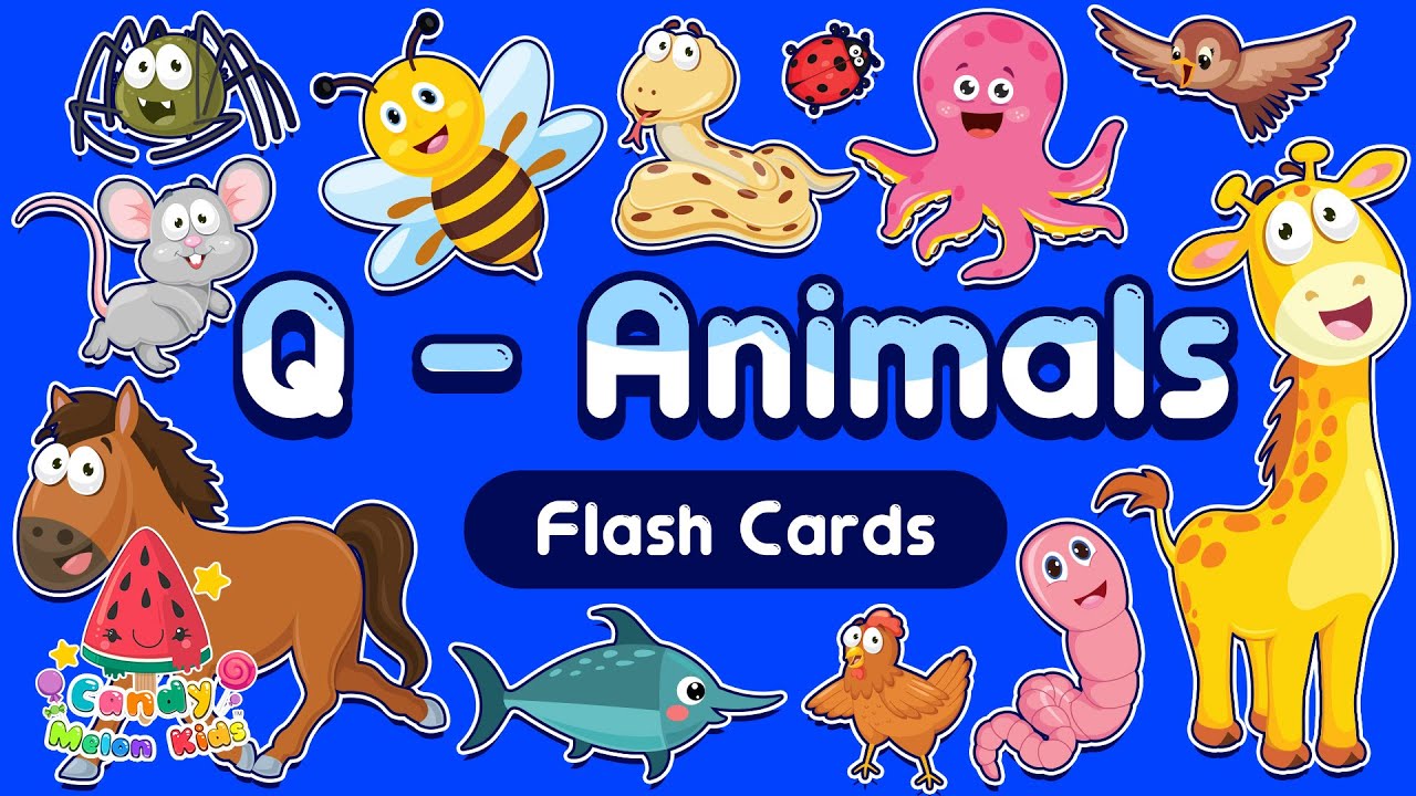 Q Animals Flash Cards | Video Flash Cards | Learn to Talk | Vocabulary ...