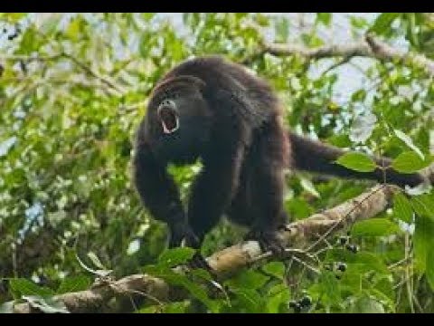 Howler Monkey - YouTube