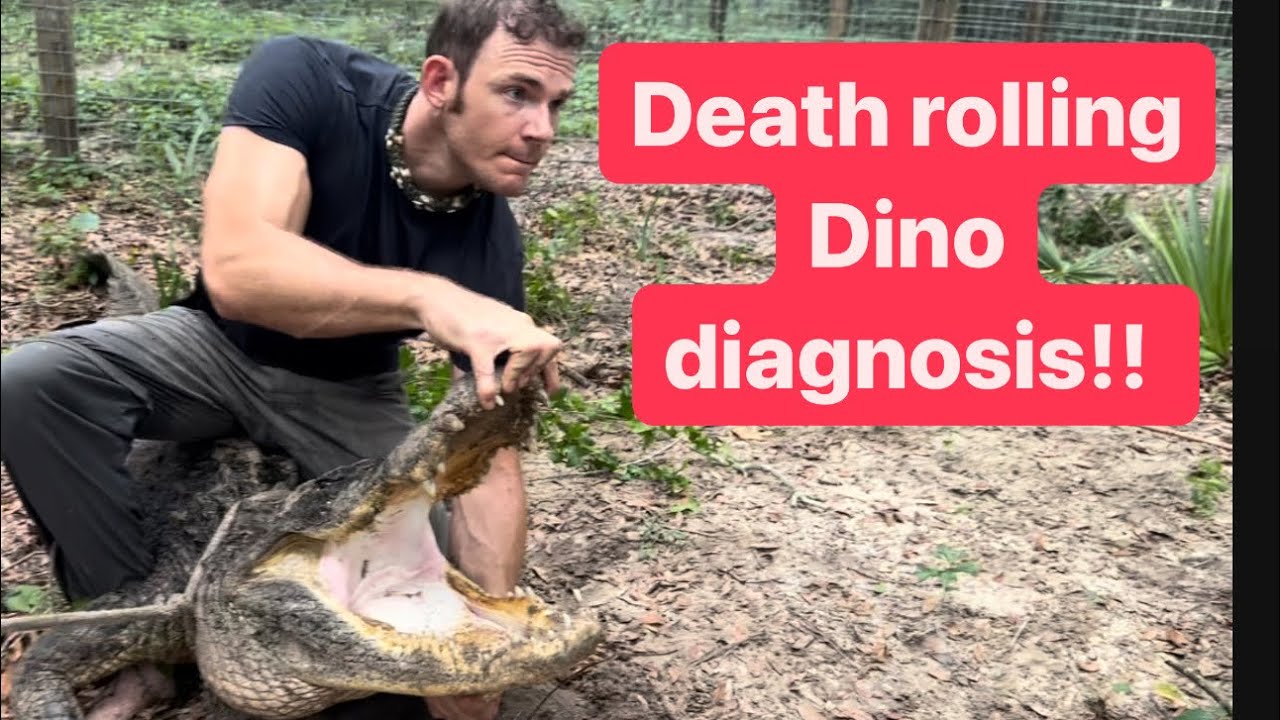 Death rolling Dino diagnosis! - YouTube