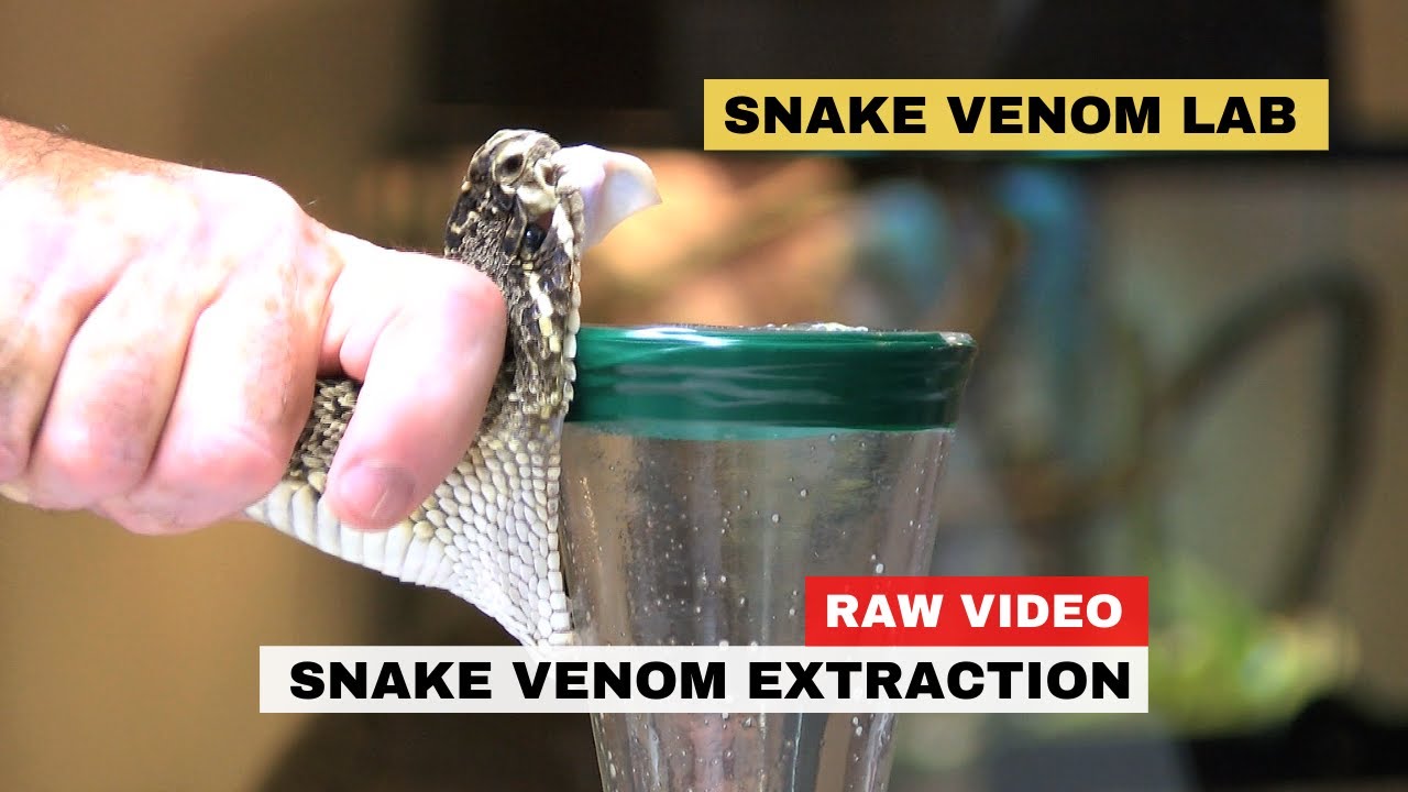 Inside Snake Venom Laboratory With Dangerous Snakes - YouTube