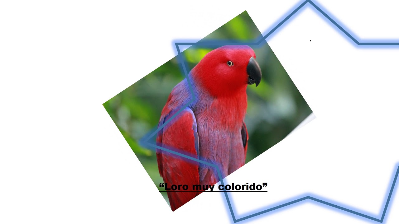 Un loro o cotorro - YouTube