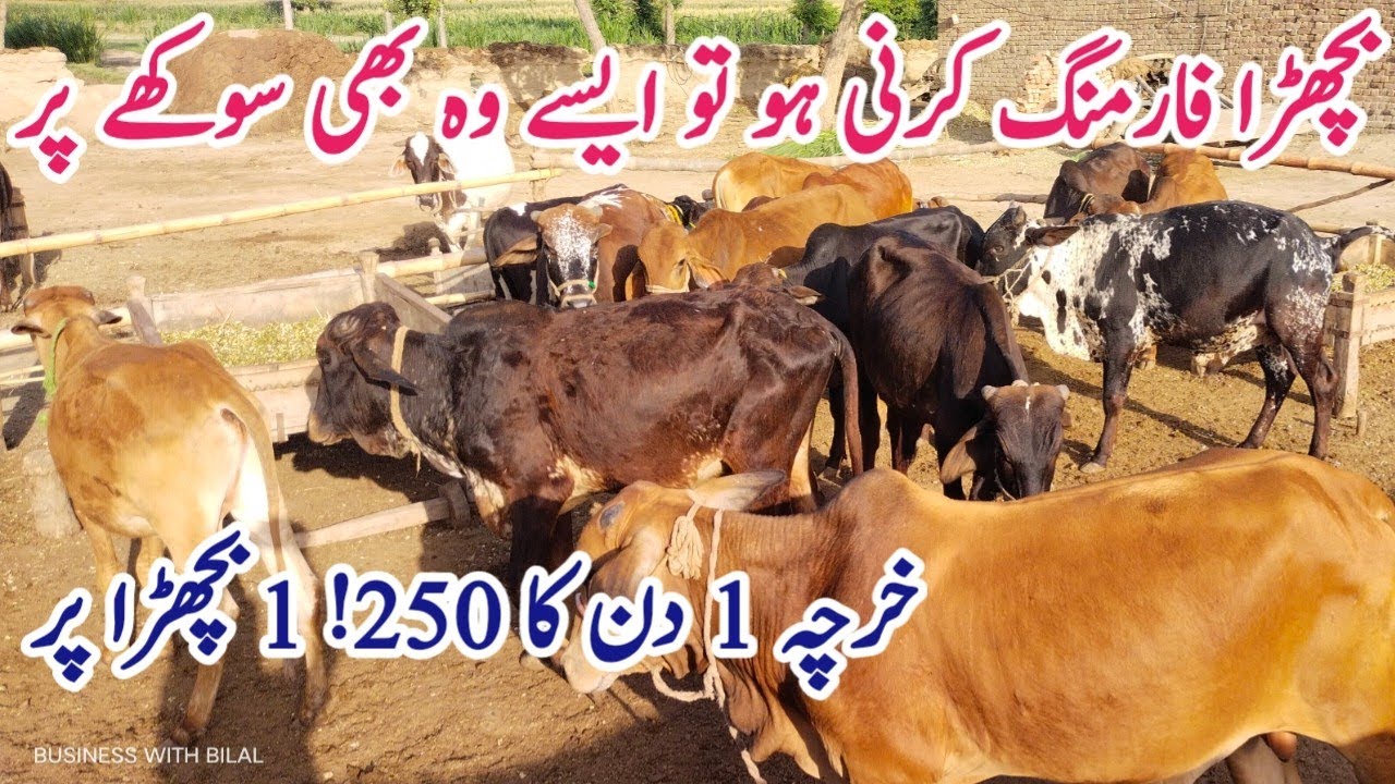 How to start Cattle Farming 2023 Profitable Bachra Farming Business ...