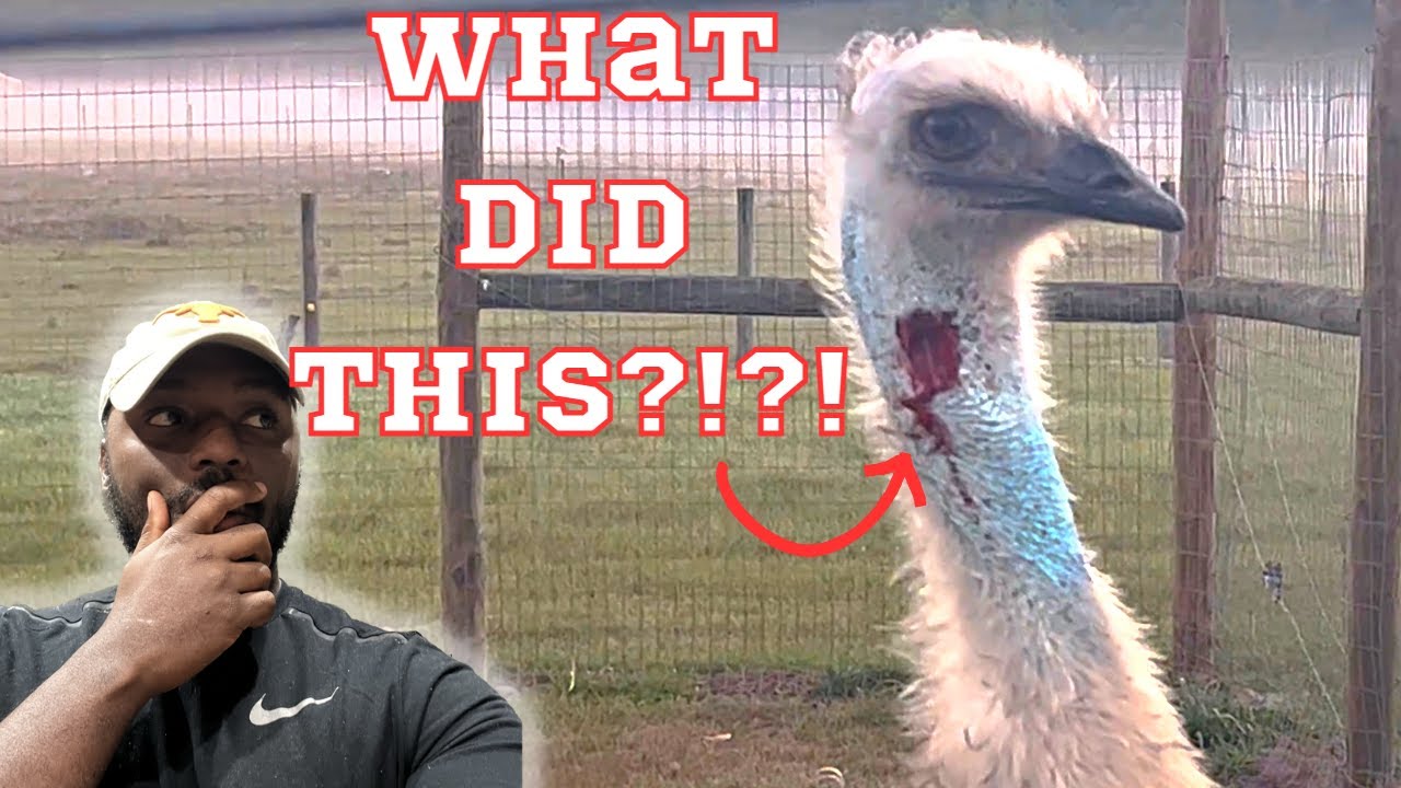 Our Emu Frankie Was ATTACKED By A PREDATOR - YouTube
