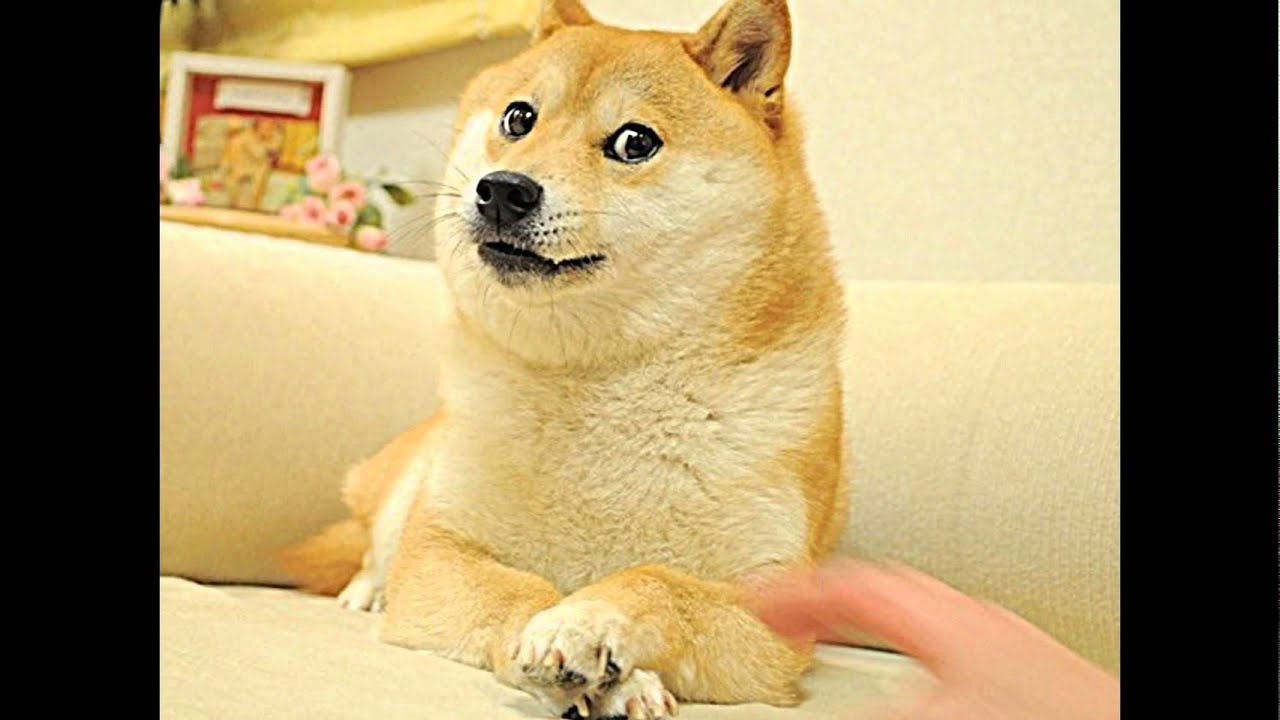 doge movie - YouTube