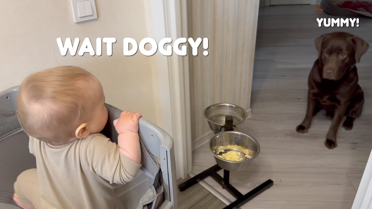 My Baby Commands Our Dog to Eat for the First Time - YouTube