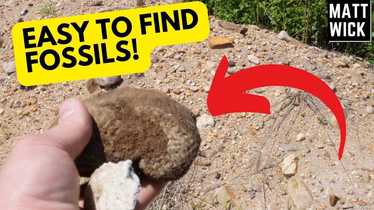 Fossil hunting ADVENTURE | Exploring in Delaware - YouTube