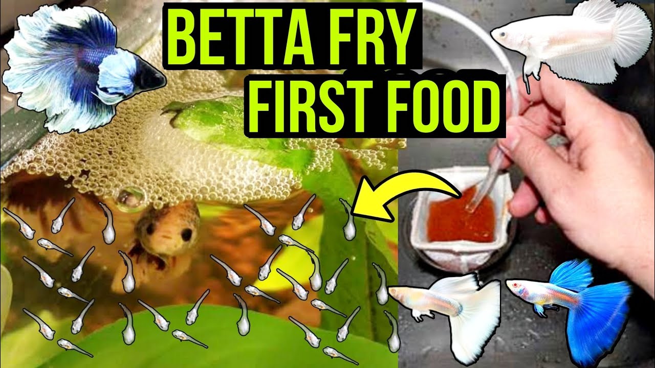 FIRST FOOD FOR BETTA FRY GROWTH | BETTA FISH BREEDING | GUPPY FISH ...
