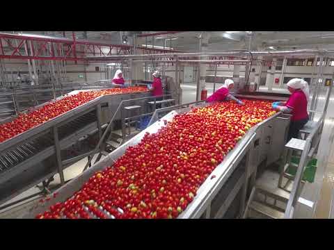 Domates Boşaltma Ve Taş Alma Sistemi