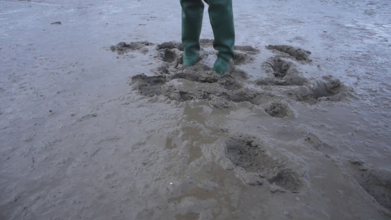 Daiwa waders begin exploring mud... - YouTube