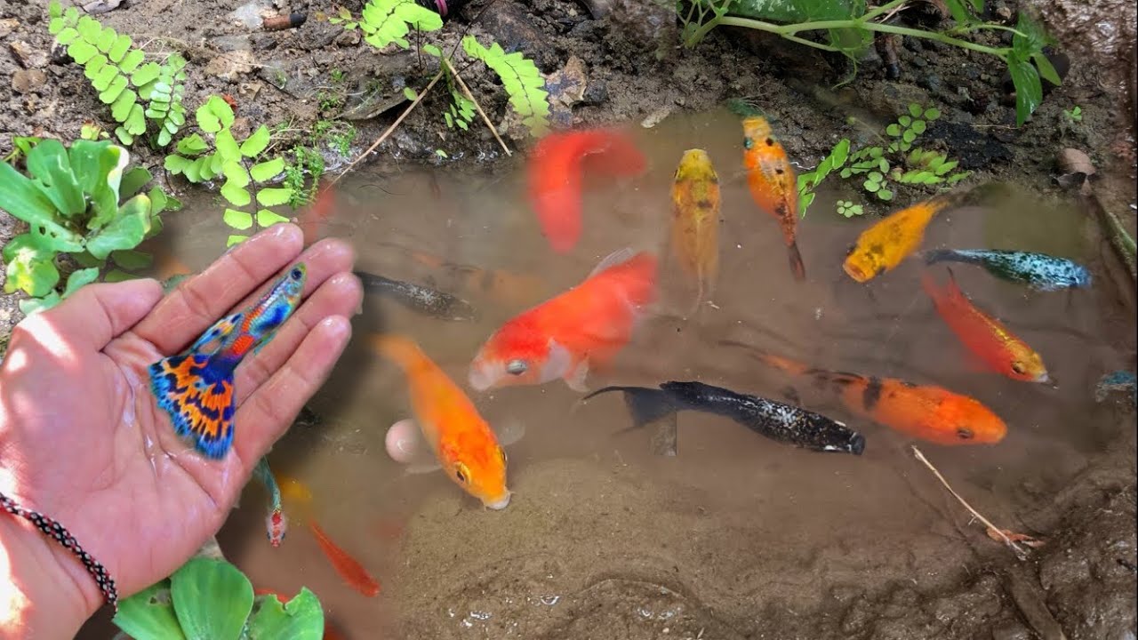 Amazing Catch Strange fish, Colorful Fish, Goldfish, Finds Toys And ...