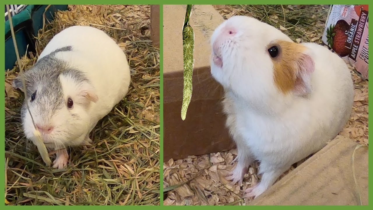 You can lead a horse to water... but can you lead a guinea pig to food ...