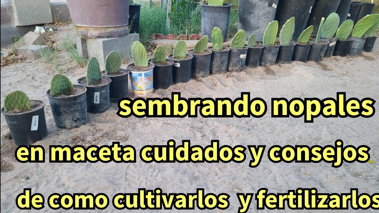 como sembrar nopales cuidados y consejos con fertilizantes orgánicos ...