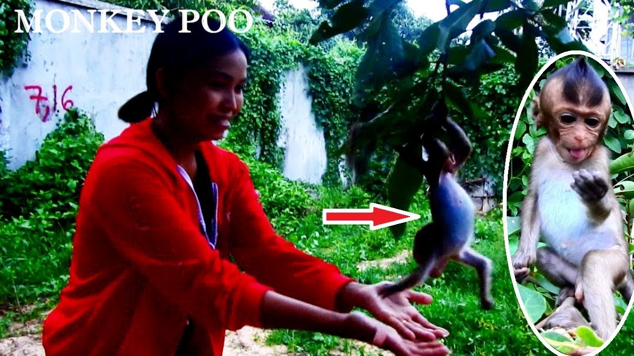 TEACHING MONKEY POO To Climb The Tree, POO Really Happy Learns Climbing ...