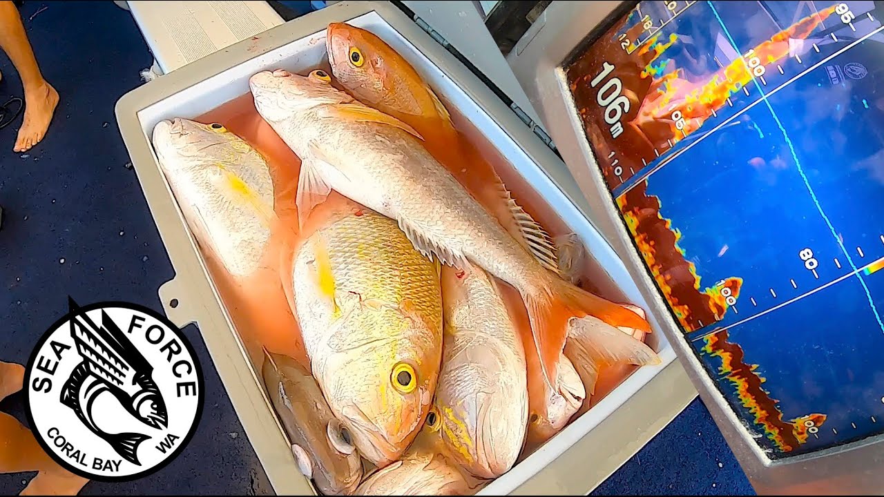ONLY 2 MORE FISH - Bagging Out in Coral Bay, Fishing Charter, Goldband ...