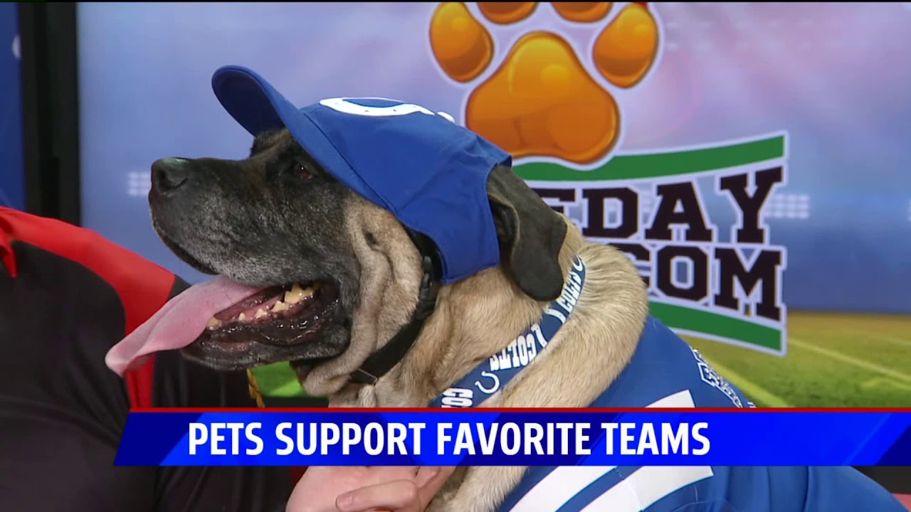 Gameday Paws lets you get your animal involved in any sports game ...
