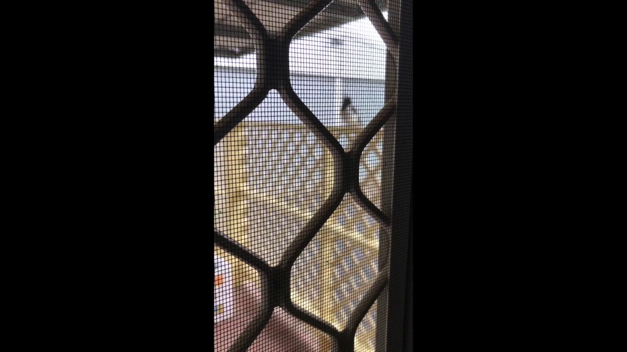 Butcher bird singing in the rain - YouTube