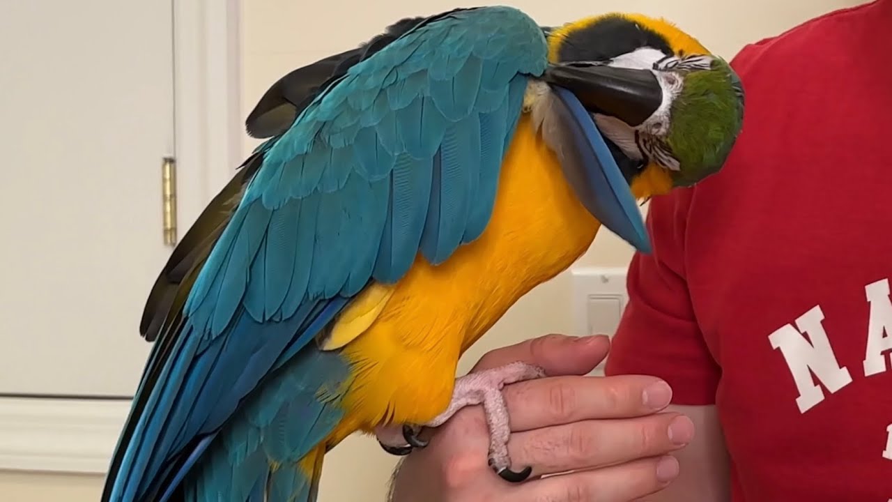 Macaw Molting Alula Feathers Caught on Camera - YouTube