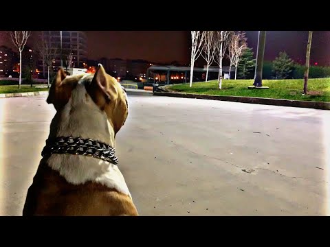 TASMASIZ PİTBULL İLE GECE SEMT GEZMESİ | SAKİN BİR GECE | Vlog